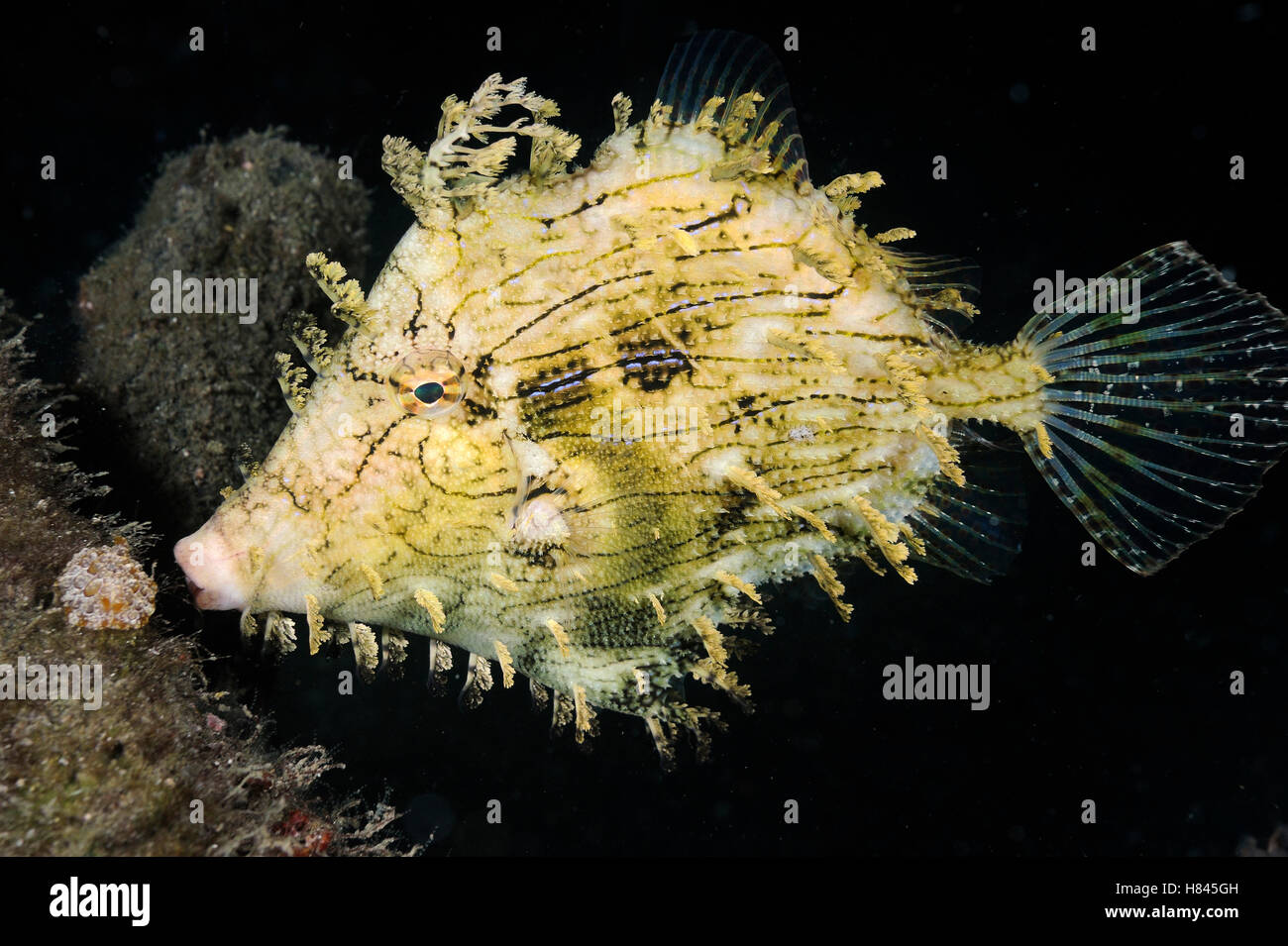 Weedy Filefish (Chaetoderma pencilligera), Lembeh Strait, Sulawesi ...