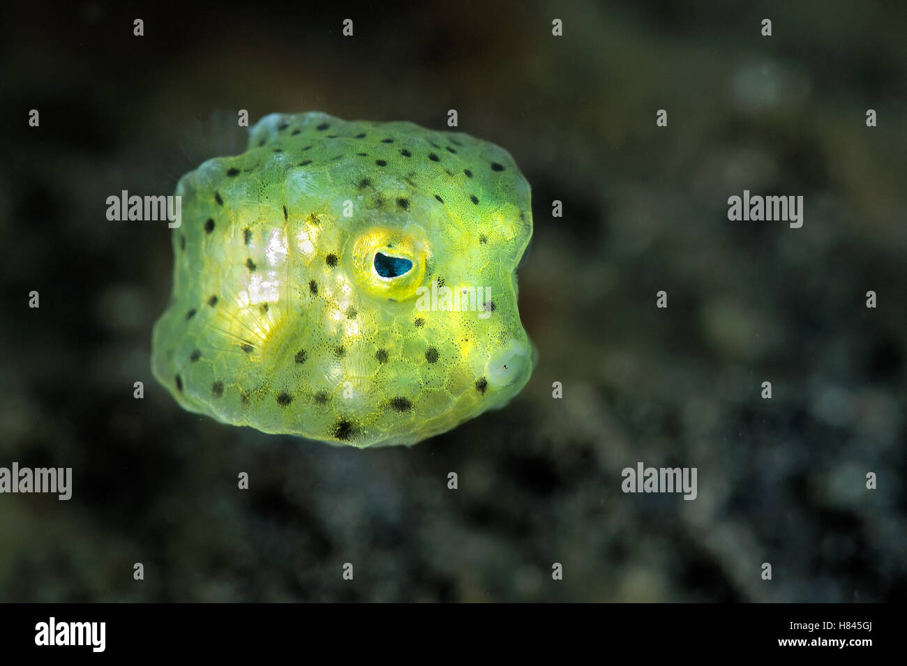 Yellow Boxfish (Ostracion cubicus), Lembeh Strait, Sulawesi, Indonesia ...