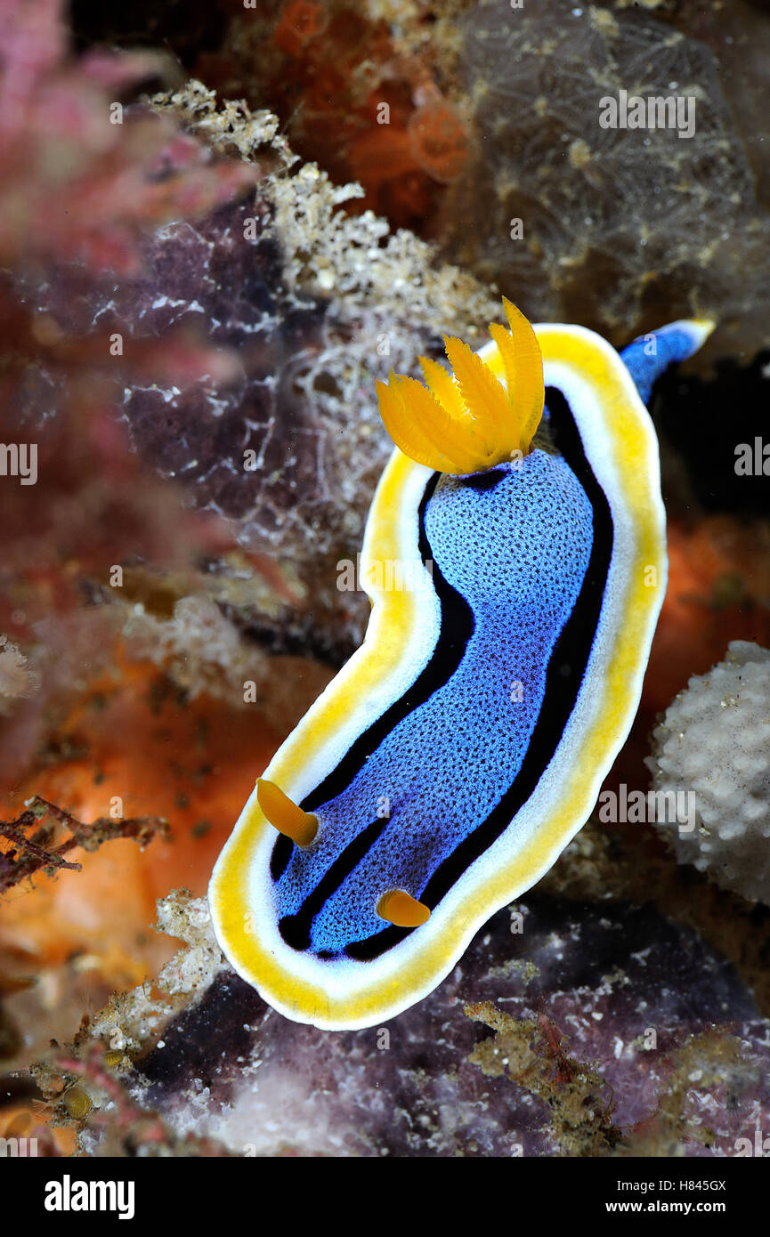 Nudibranch (Chromodoris elisabethina), Lembeh Strait, Sulawesi ...