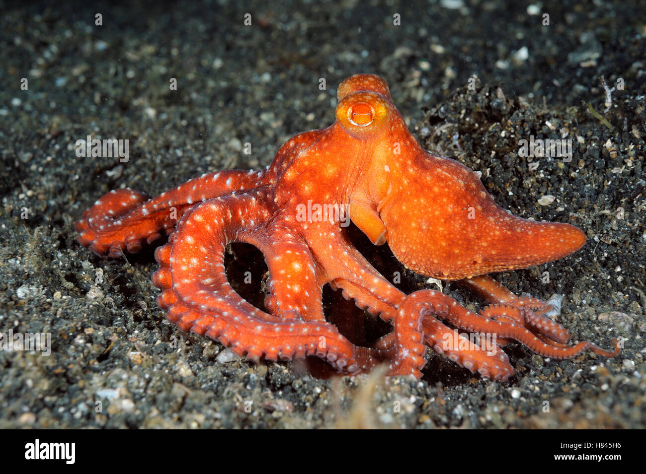 Starry Night Octopus (Octopus luteus) on ocean floor at night ...