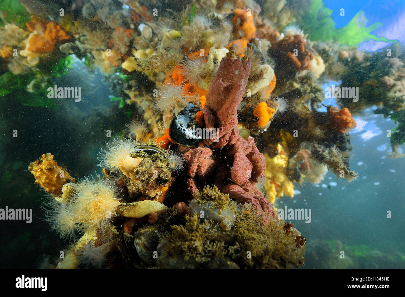 Leach's Compound Ascidian (Botrylloides leachi) in coral reef on ...