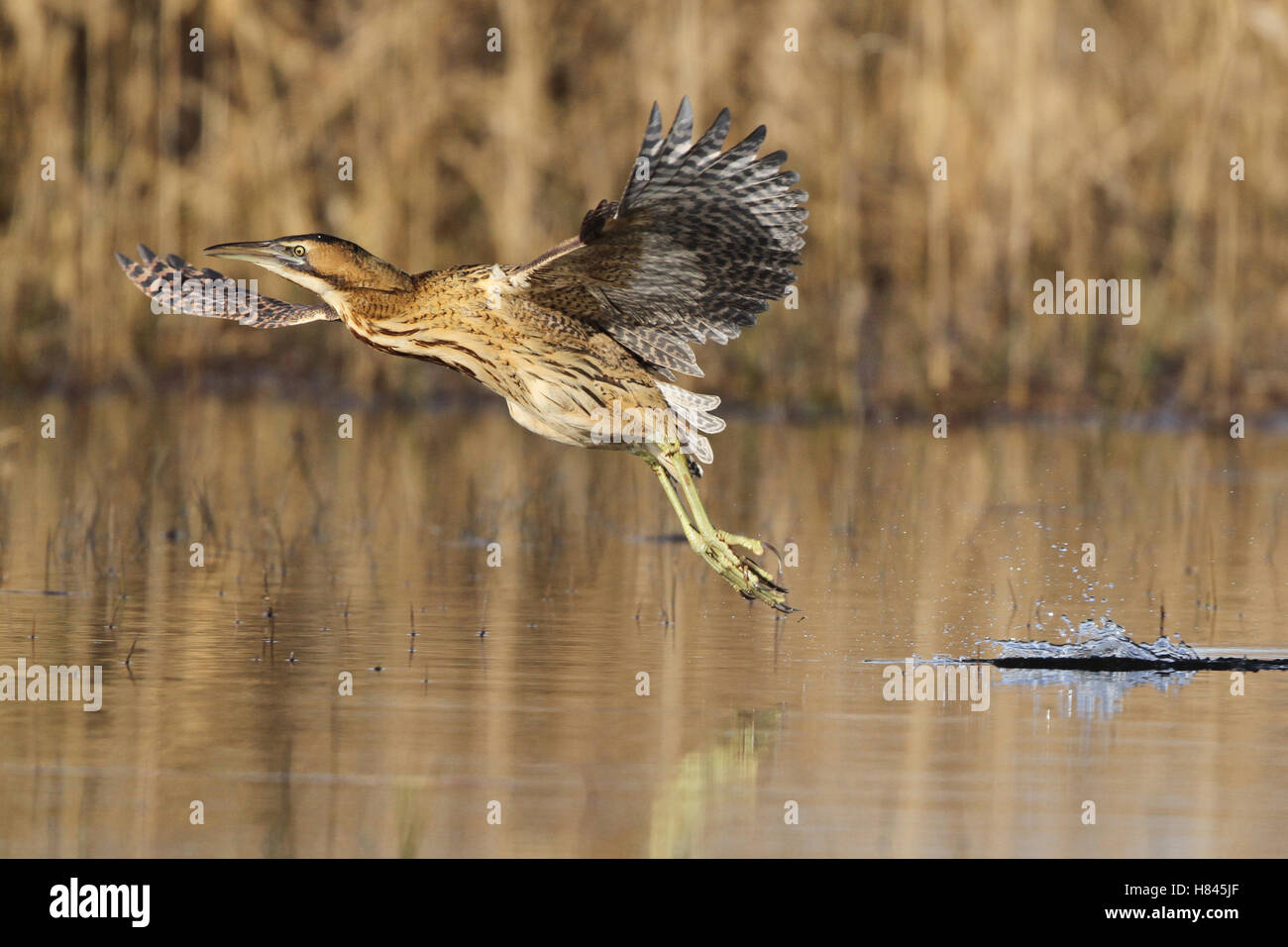 Great Bittern (Botaurus stellaris) taking flight from lake, Switzerland ...