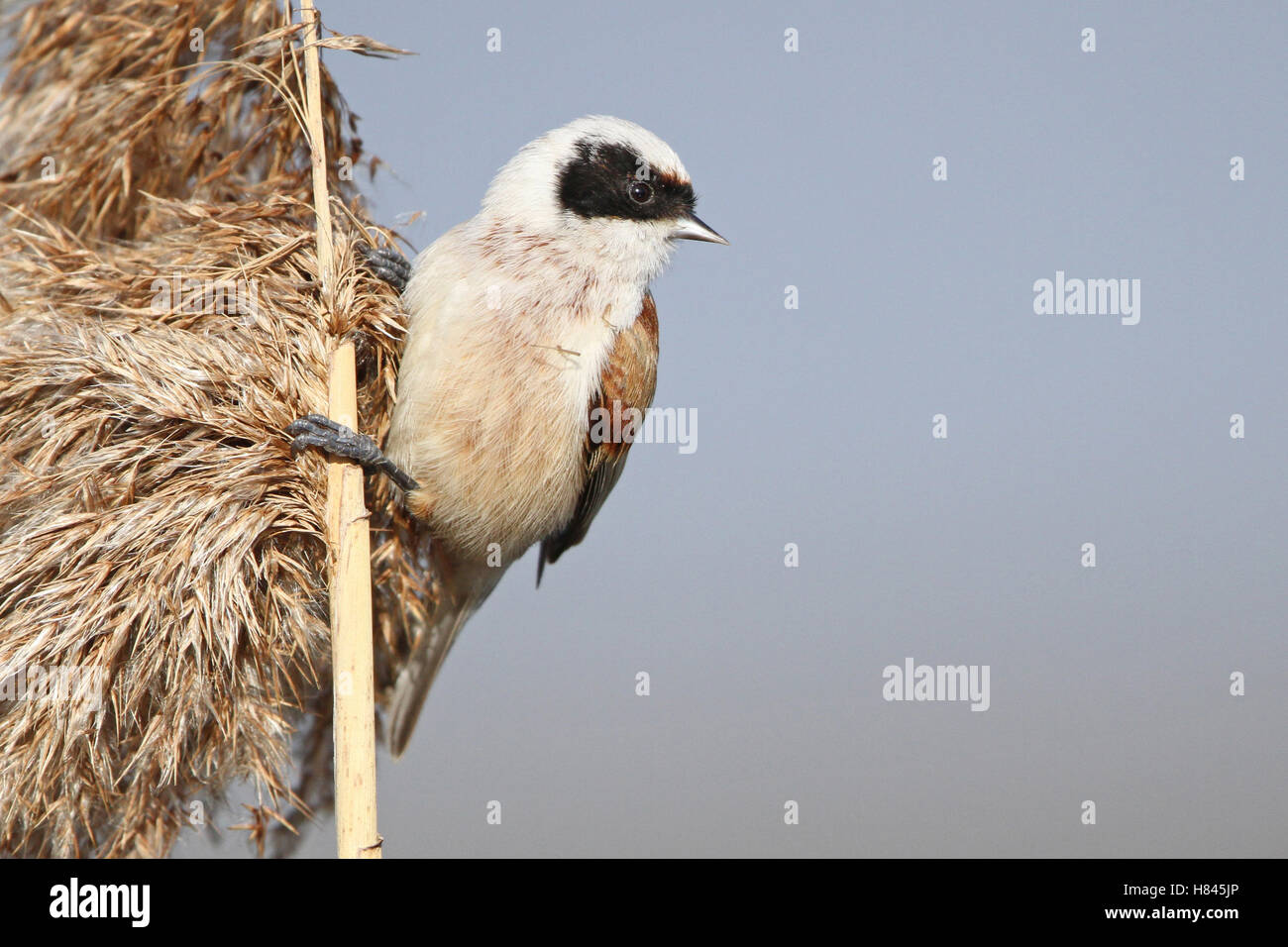 Eurasian Penduline-Tit (Remiz pendulinus) male, Switzerland Stock Photo ...
