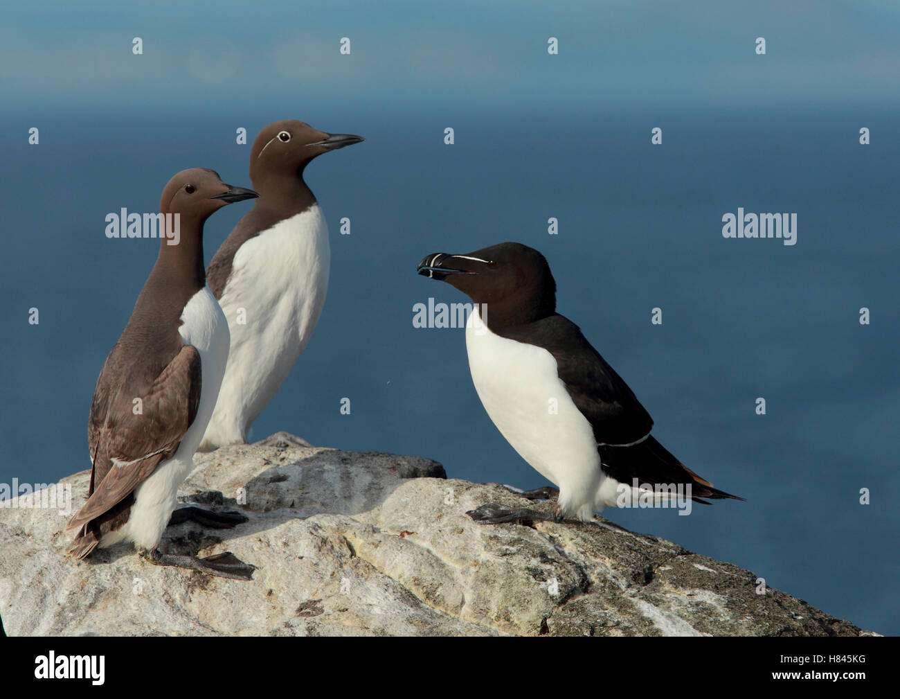 Common Murre (Uria aalge) pair and Razorbill (Alca torda), Scotland ...