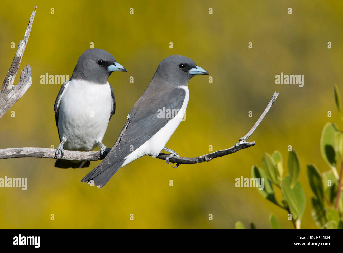 White-breasted Woodswallow (Artamus leucorynchus) pair, Queensland ...
