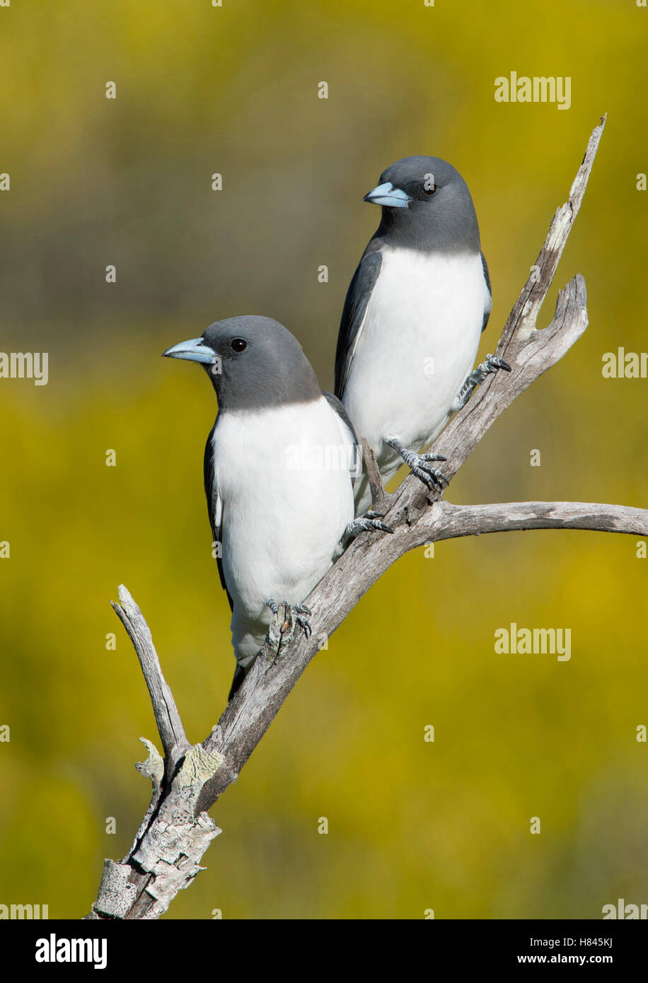 White-breasted Woodswallow (Artamus leucorynchus) pair, Queensland ...