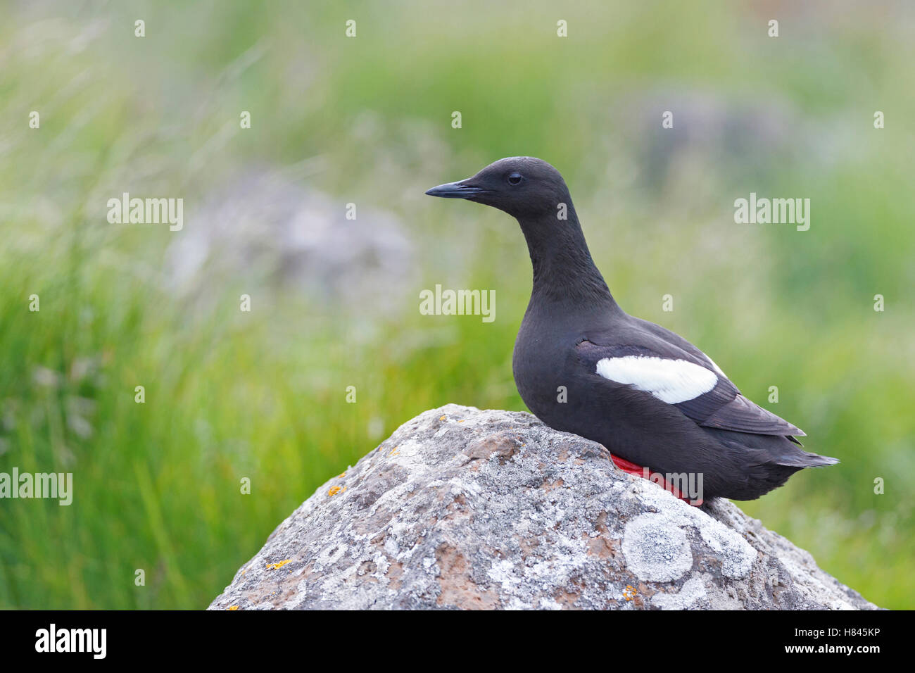 Black Guillemot (Cepphus grylle), Iceland Stock Photo - Alamy