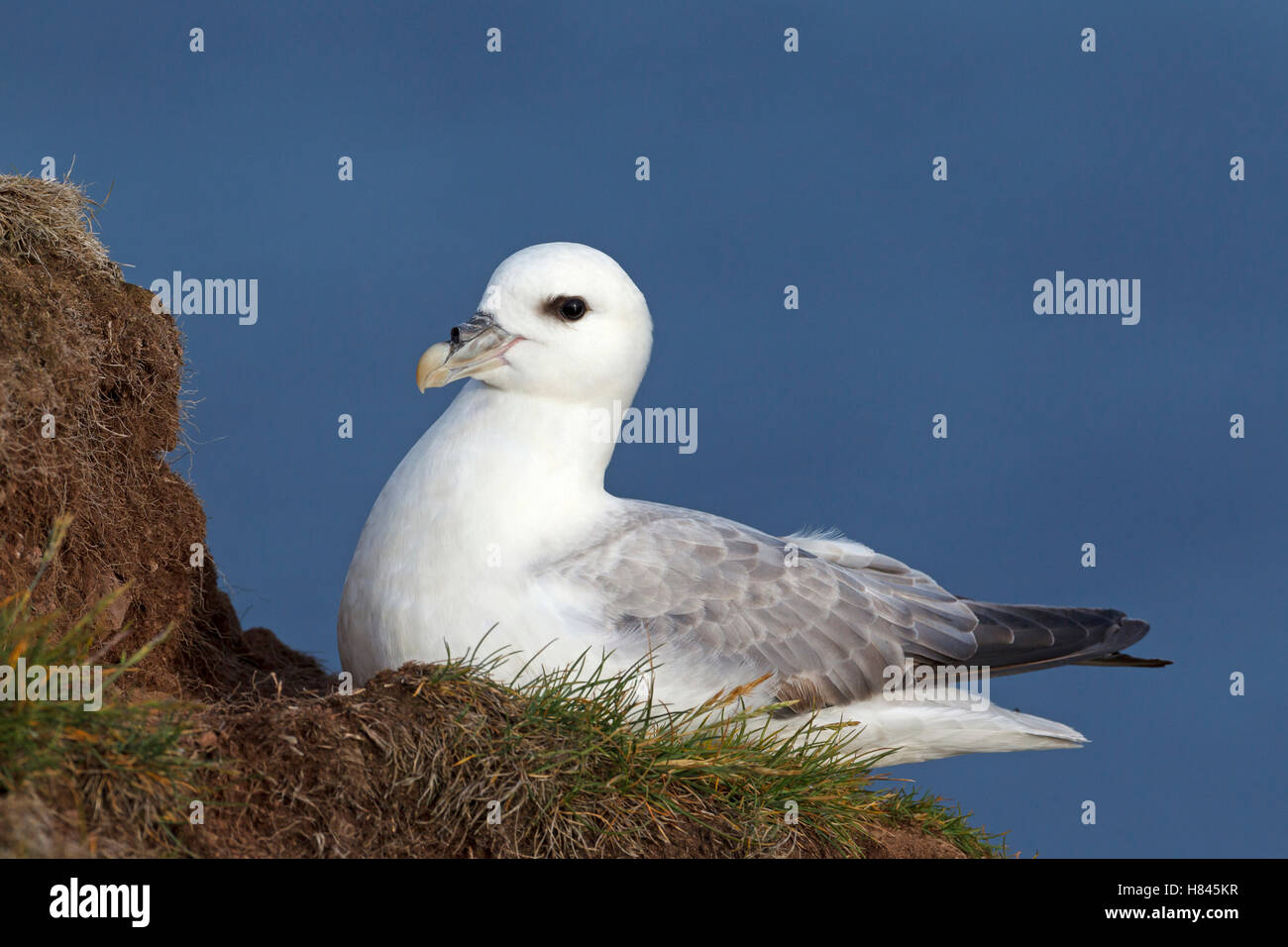 Northern Fulmar (Fulmarus glacialis), Iceland Stock Photo - Alamy