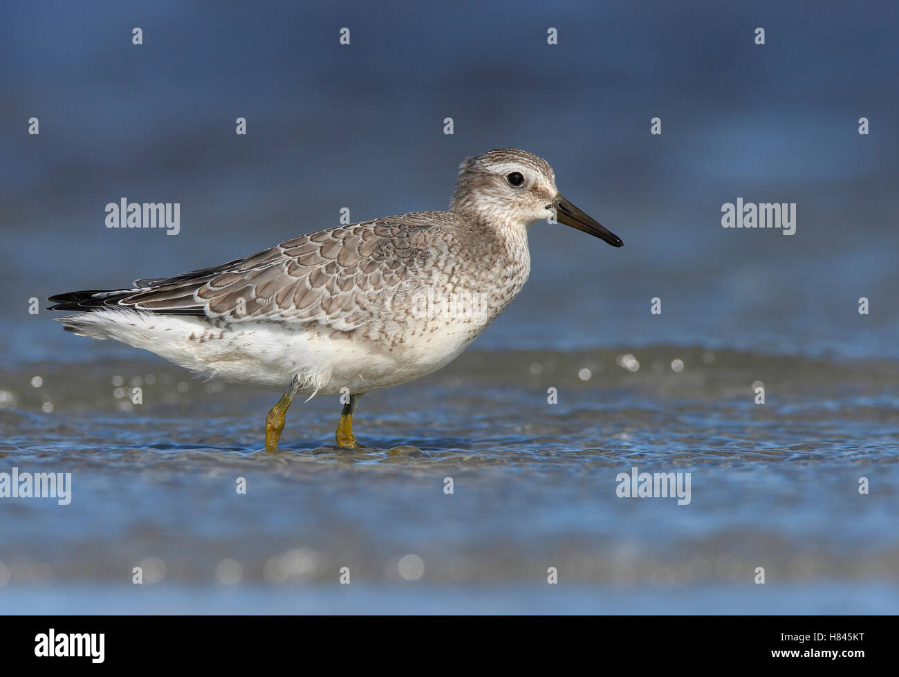 Red Knot (Calidris canutus) in water, Germany Stock Photo - Alamy