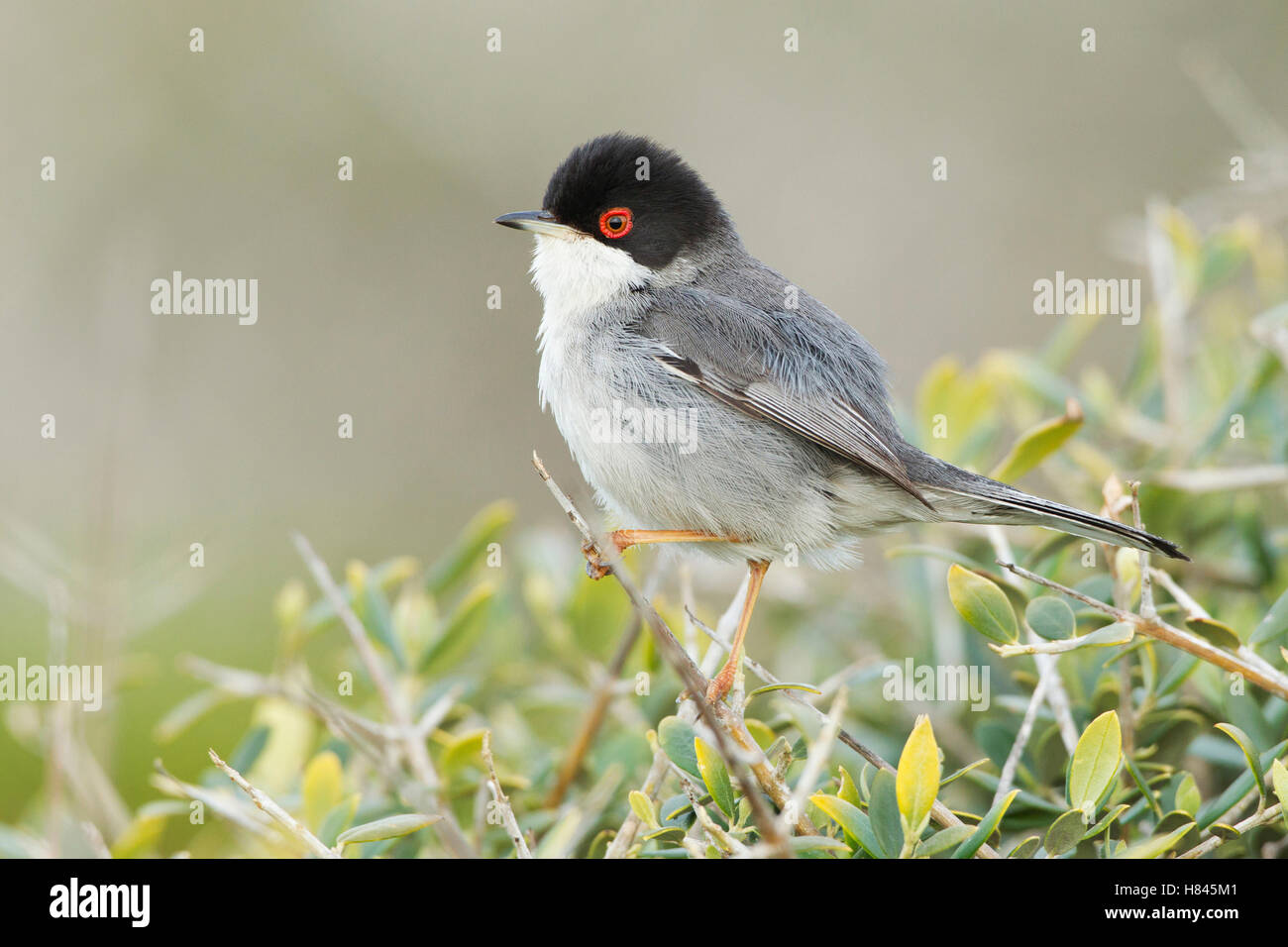Sardinian Warbler (Sylvia melanocephala) male, Mallorca, Spain Stock ...