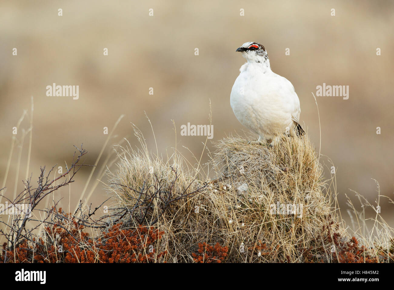 Rock Ptarmigan (Lagopus muta) male, Magnetic Island, Australia Stock ...