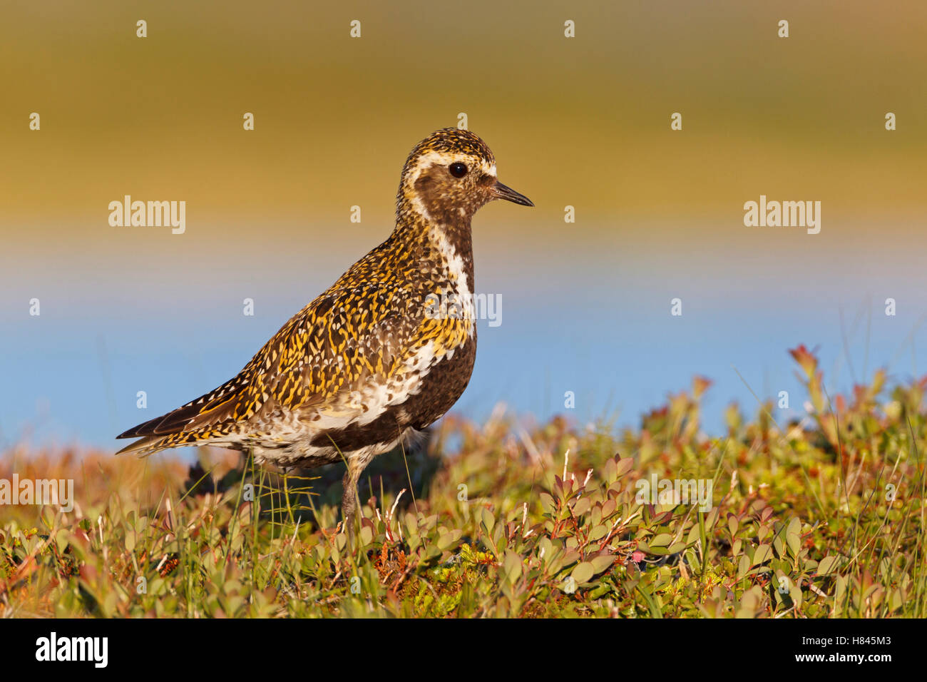 Golden Plover (Pluvialis apricaria) in breeding plumage, Iceland Stock ...