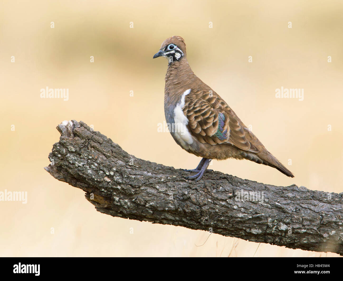 Squatter Pigeon (Geophaps scripta), Queensland, Australia Stock Photo ...
