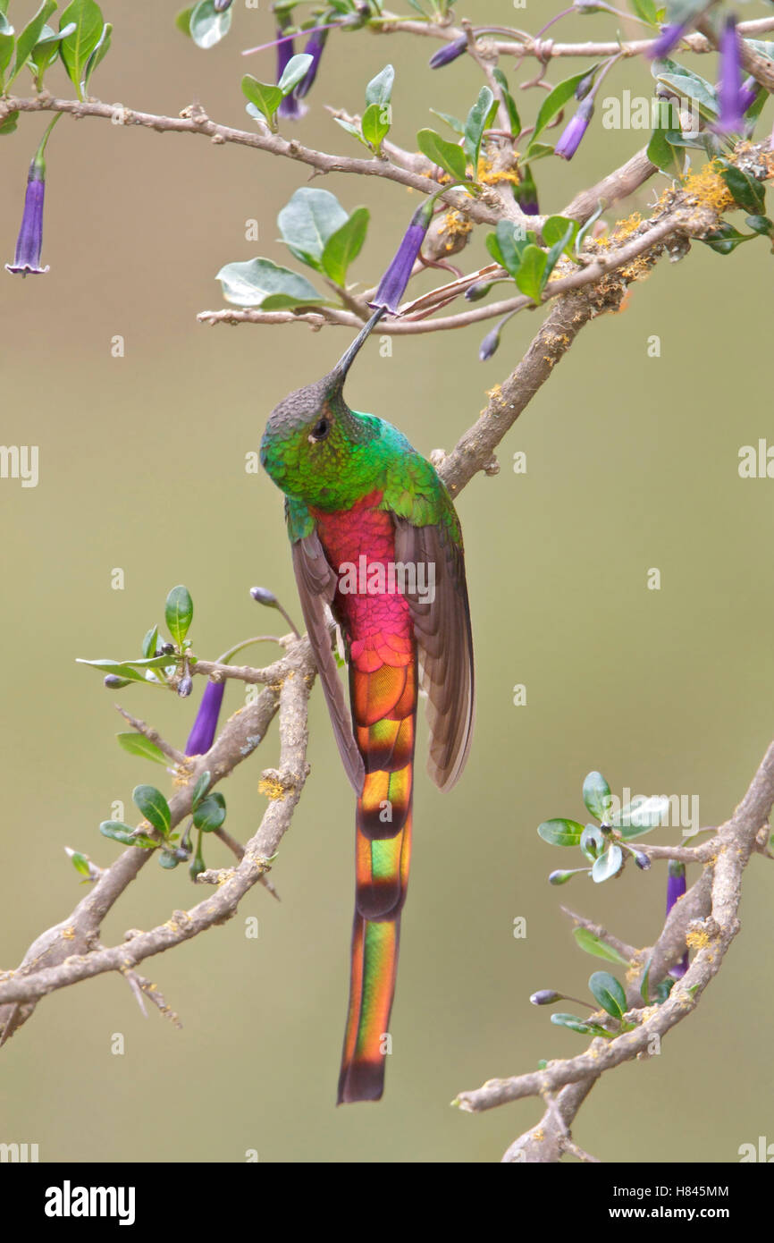 Red-tailed Comet (Sappho sparganura) hummingbird feeding on flower ...