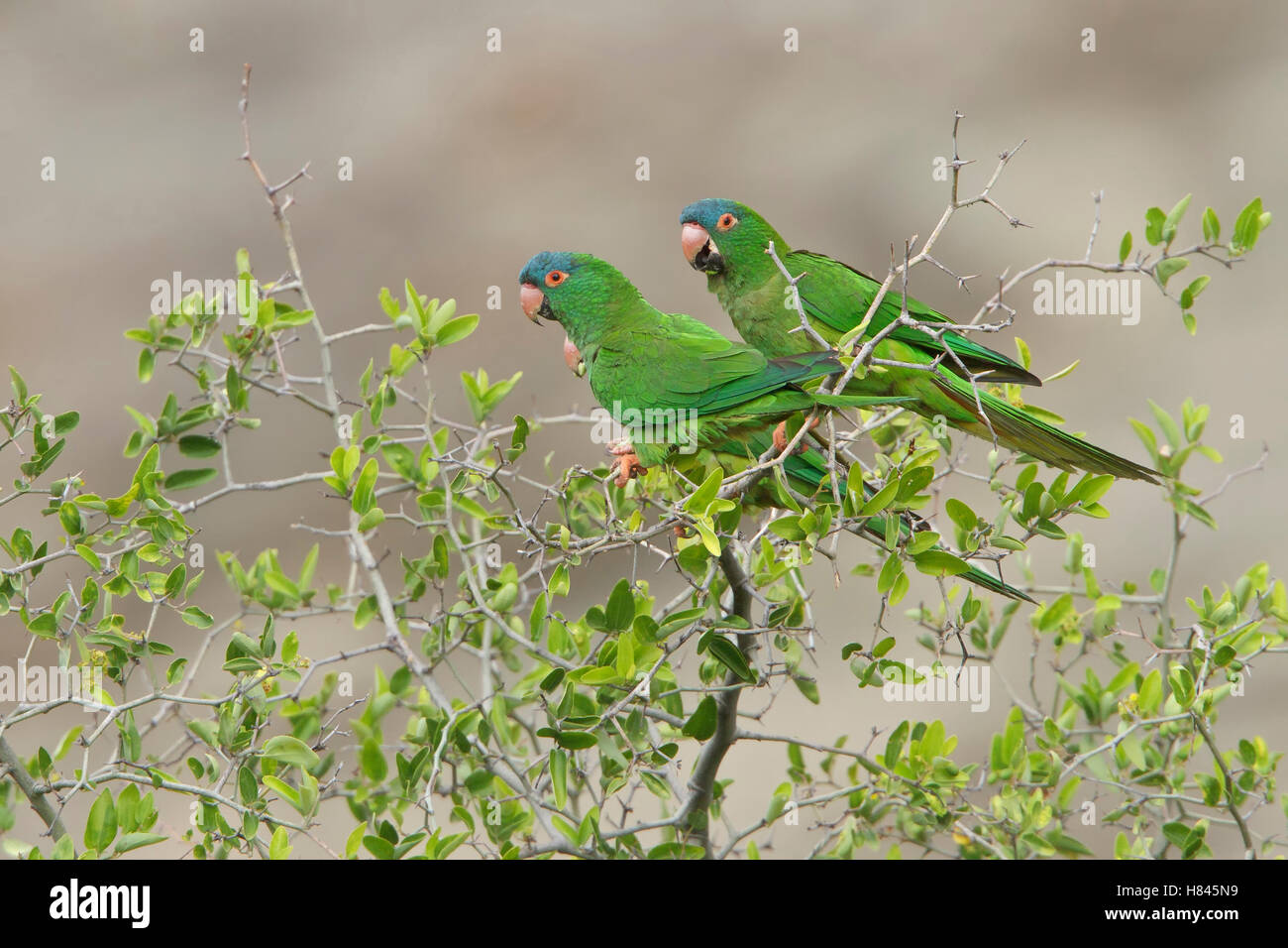 Blue-crowned Parakeet (Aratinga acuticaudata) pair, Bolivia Stock Photo ...