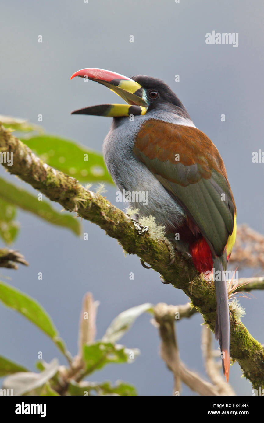 Grey-breasted Mountain-Toucan (Andigena hypoglauca) calling, Ecuador ...
