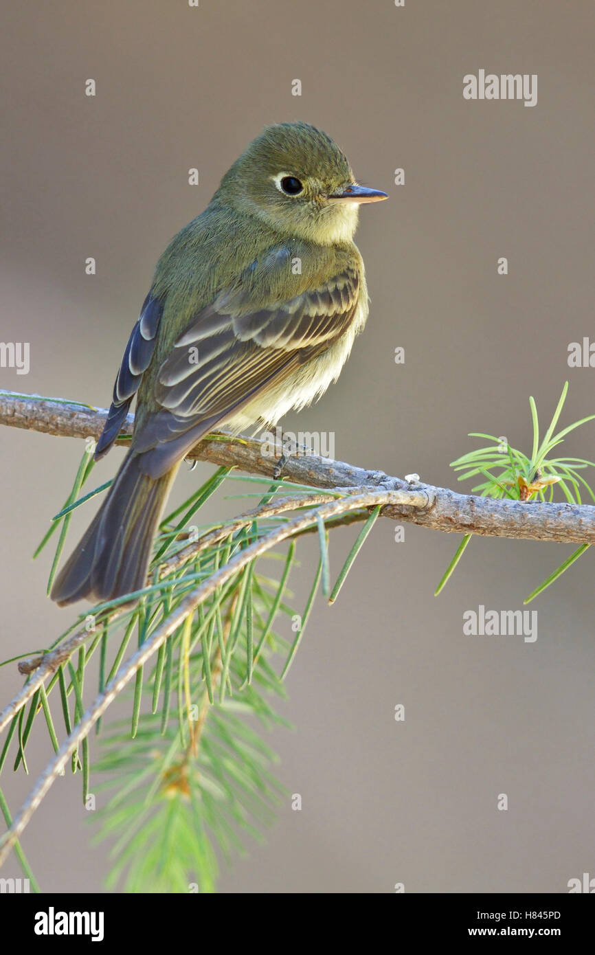 Cordilleran Flycatcher (Empidonax occidentalis), southern Arizona Stock ...
