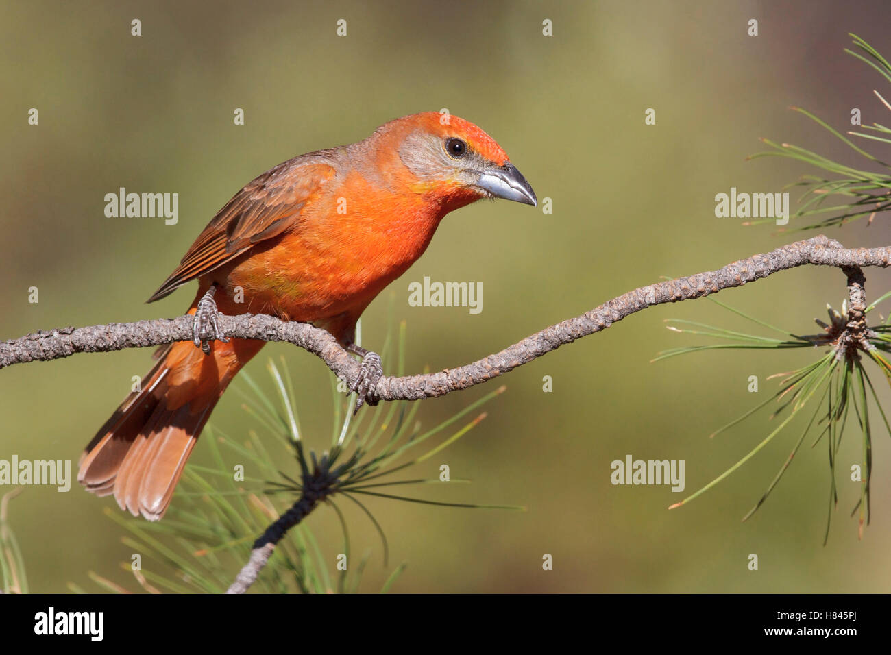 Hepatic Tanager (Piranga flava) male, southern Arizona Stock Photo - Alamy