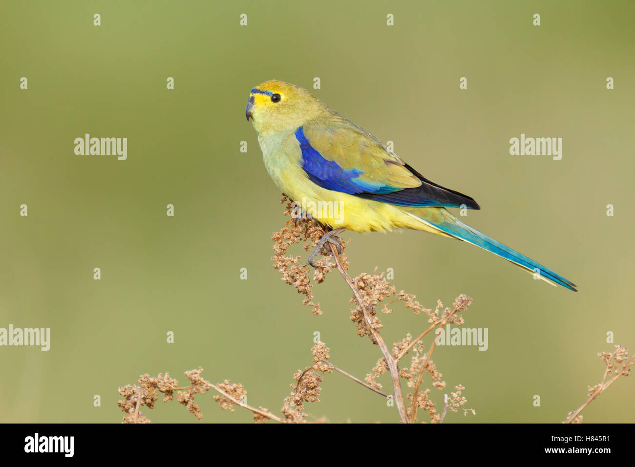 Blue-winged Parrot (Neophema chrysostoma) male, Victoria, Australia ...