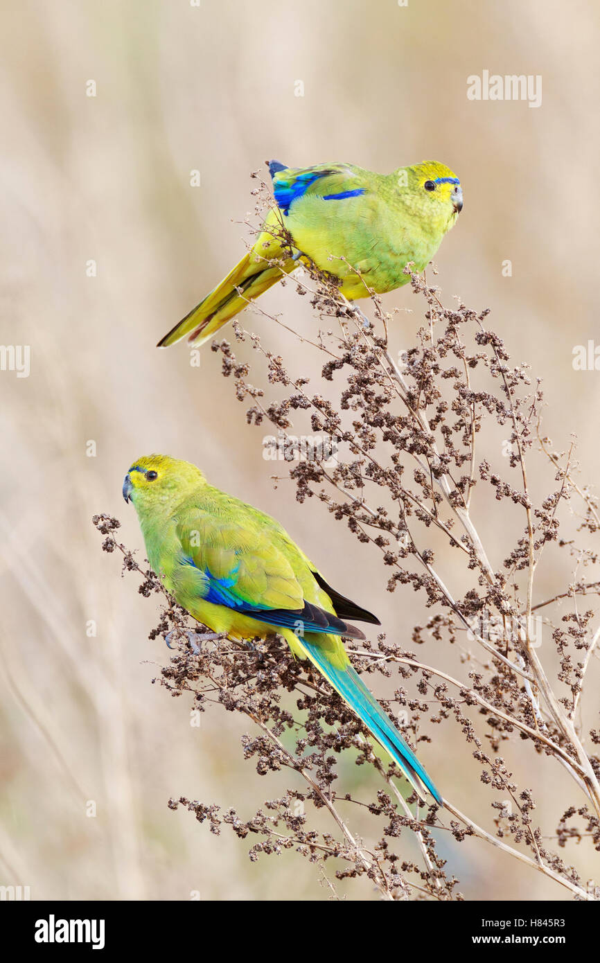 Blue-winged Parrot (Neophema chrysostoma) males, Victoria, Australia ...