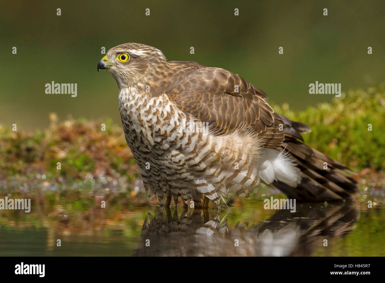 Eurasian Sparrowhawk (Accipiter nisus) in water, Netherlands Stock ...