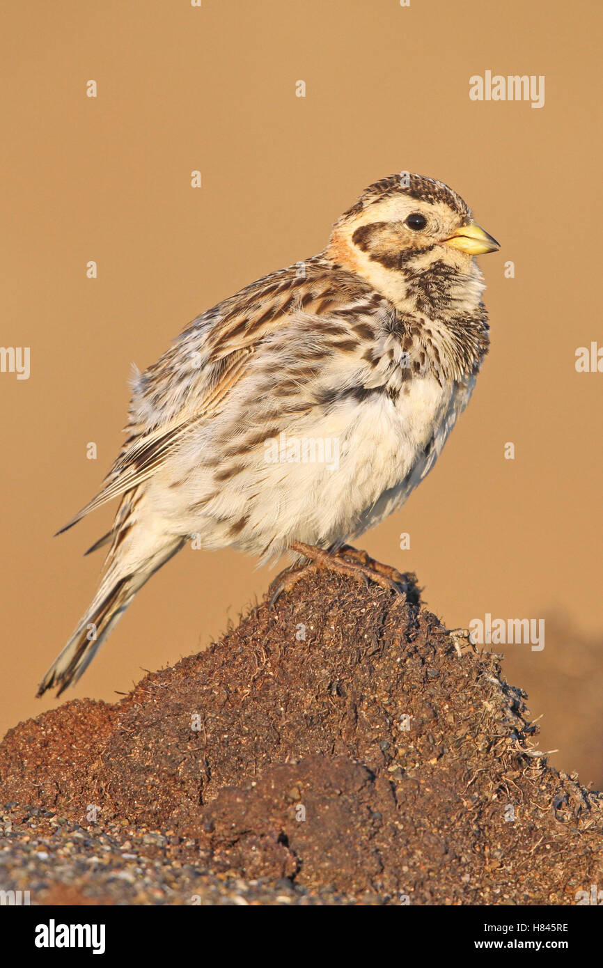 Lapland Bunting (Calcarius lapponicus) female, Alaska Stock Photo - Alamy