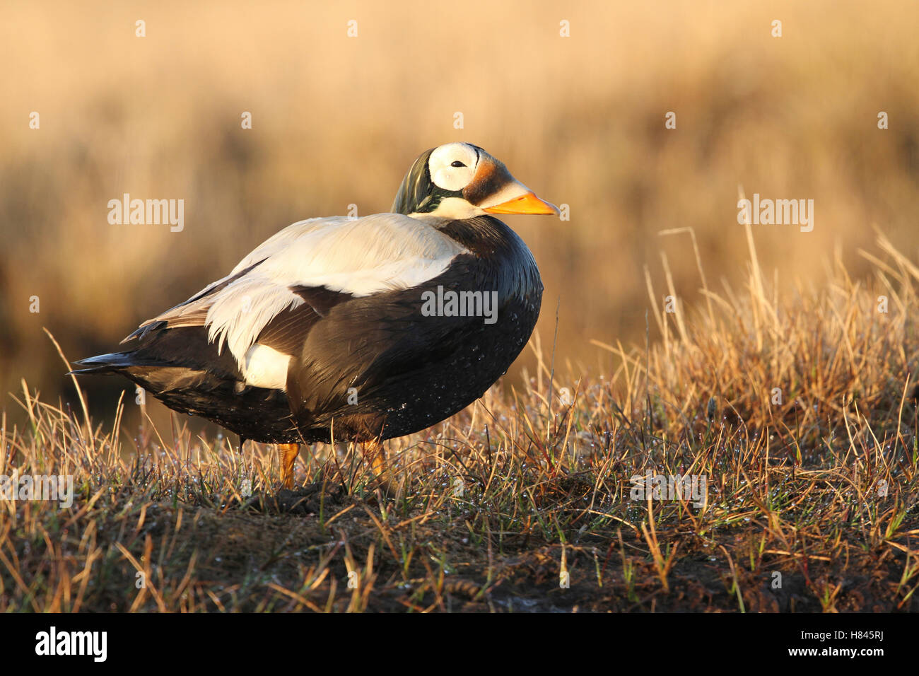 Spectacled Eider (Somateria fischeri) drake, Alaska Stock Photo - Alamy