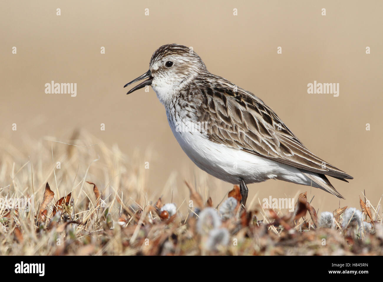 Semipalmated Sandpiper (Calidris pusilla) male, Alaska Stock Photo - Alamy