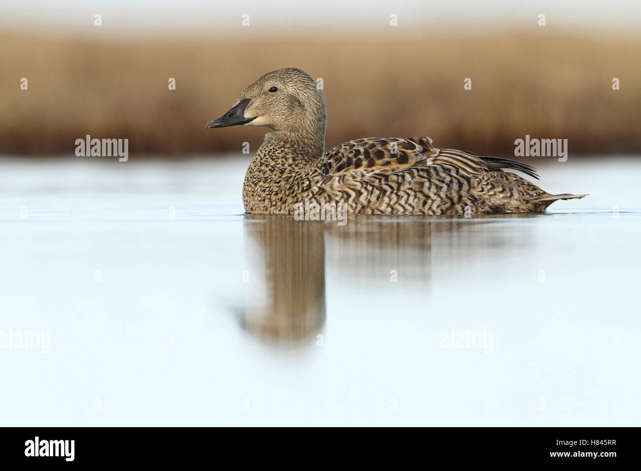 King Eider (Somateria spectabilis) female, Alaska Stock Photo - Alamy
