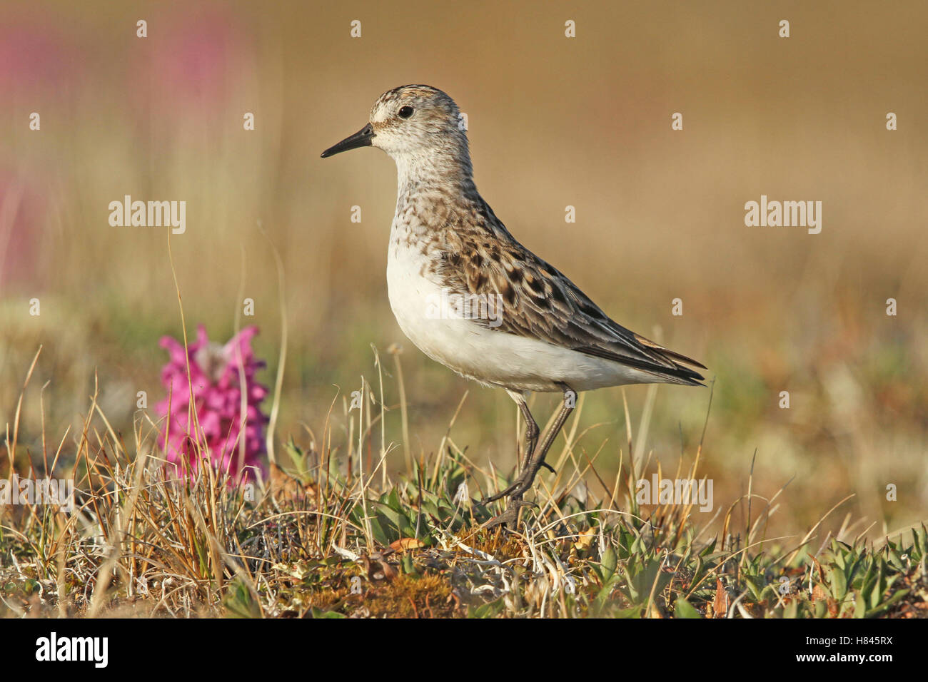 Semipalmated Sandpiper (Calidris pusilla) male, Alaska Stock Photo - Alamy