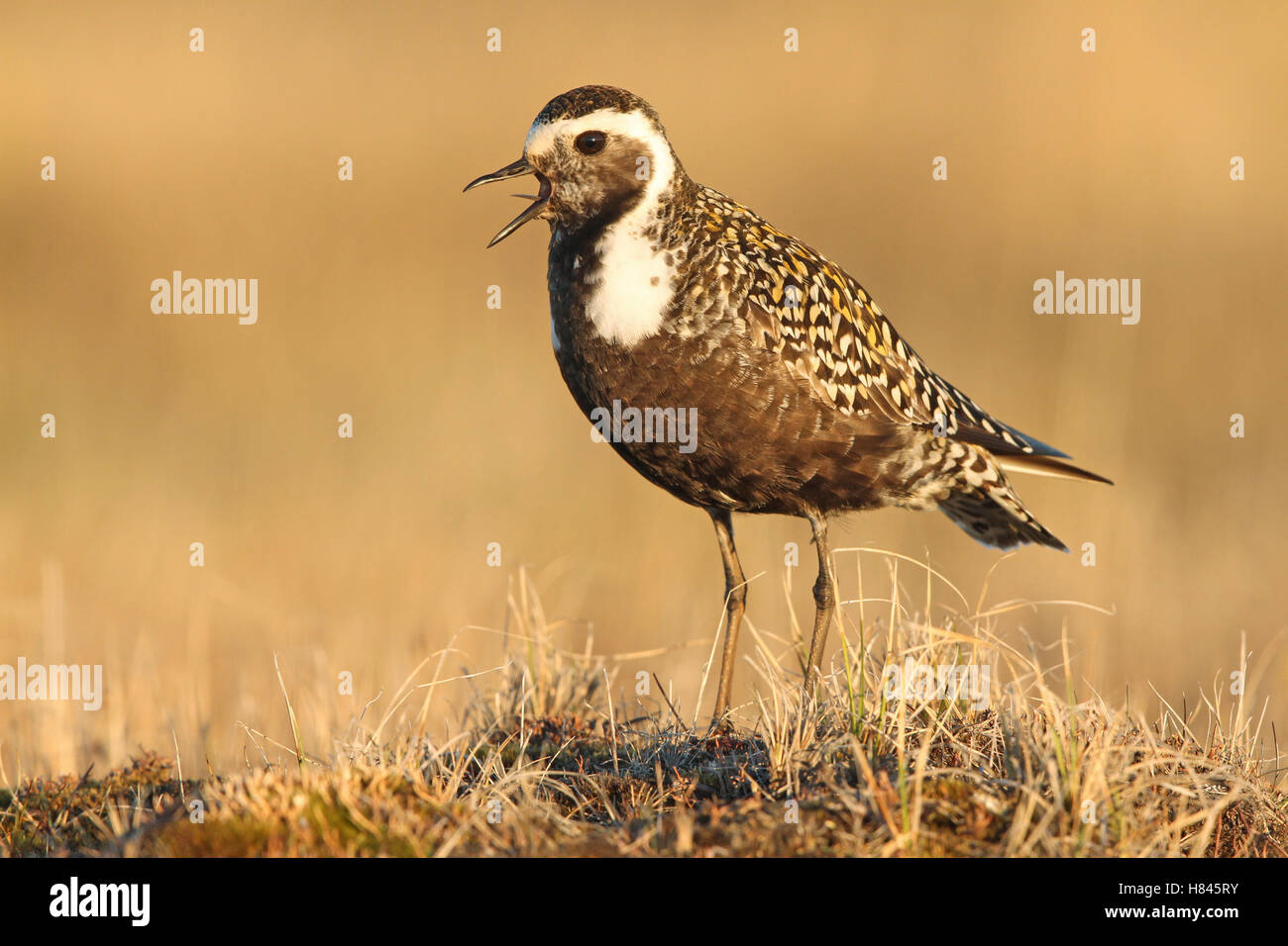 American Golden-Plover (Pluvialis dominica) female calling, Alaska ...