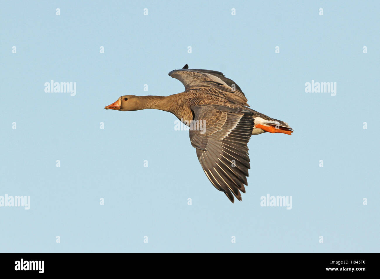 White-fronted Goose (Anser albifrons) flying, Alaska Stock Photo - Alamy