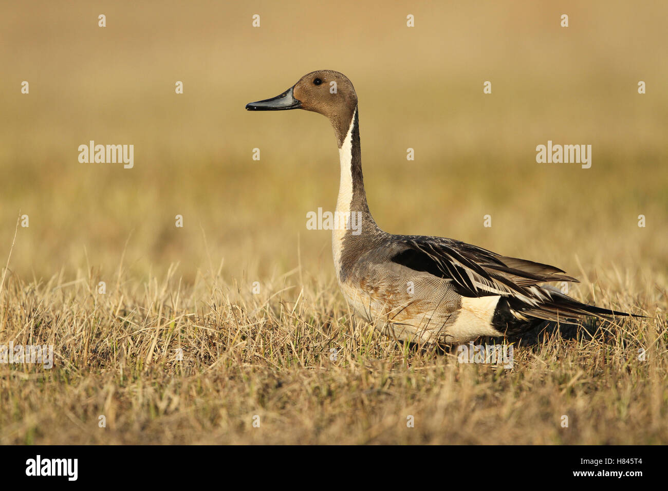 Northern Pintail (Anas acuta) drake, Alaska Stock Photo - Alamy