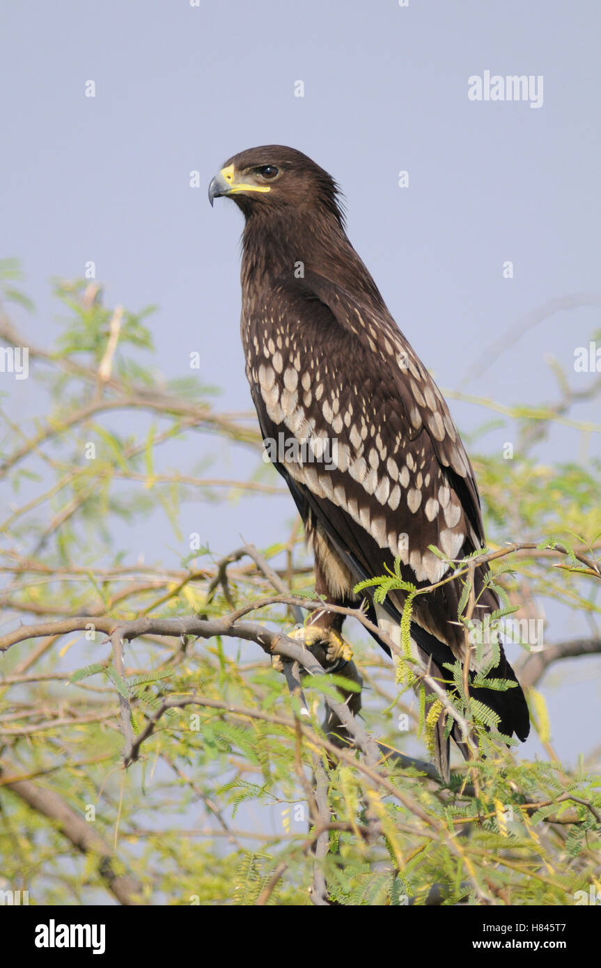 Indian Spotted Eagle (Aquila hastata), India Stock Photo - Alamy