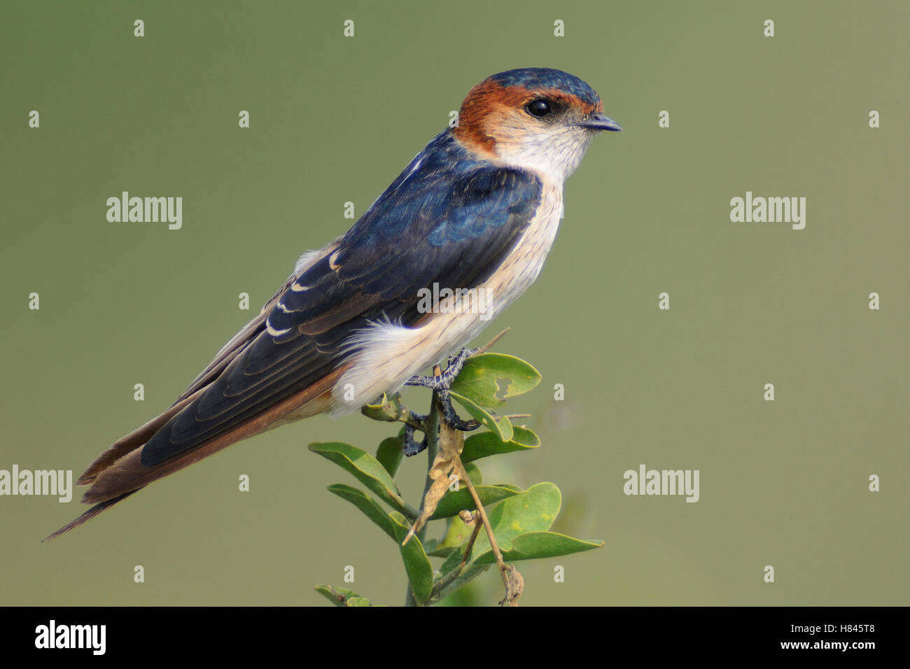 Red-rumped Swallow (Cecropis daurica), India Stock Photo - Alamy