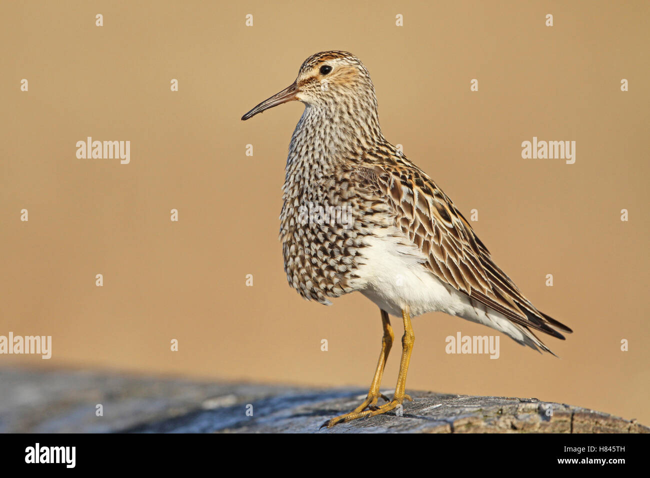 Pectoral Sandpiper (Calidris melanotos) male, Alaska Stock Photo - Alamy