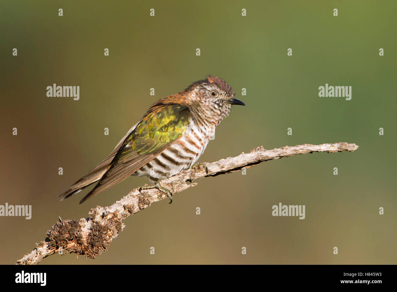 Shining Bronze-Cuckoo (Chrysococcyx lucidus), Victoria, Australia Stock ...