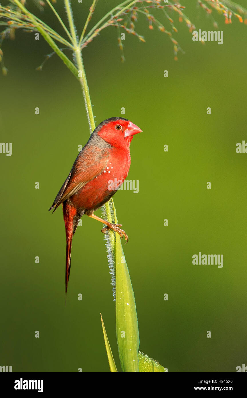Crimson Finch (Neochmia phaeton) male, Queensland, Australia Stock ...