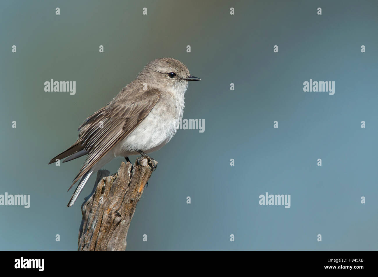 Jacky Winter (Microeca fascinans), Victoria, Australia Stock Photo - Alamy