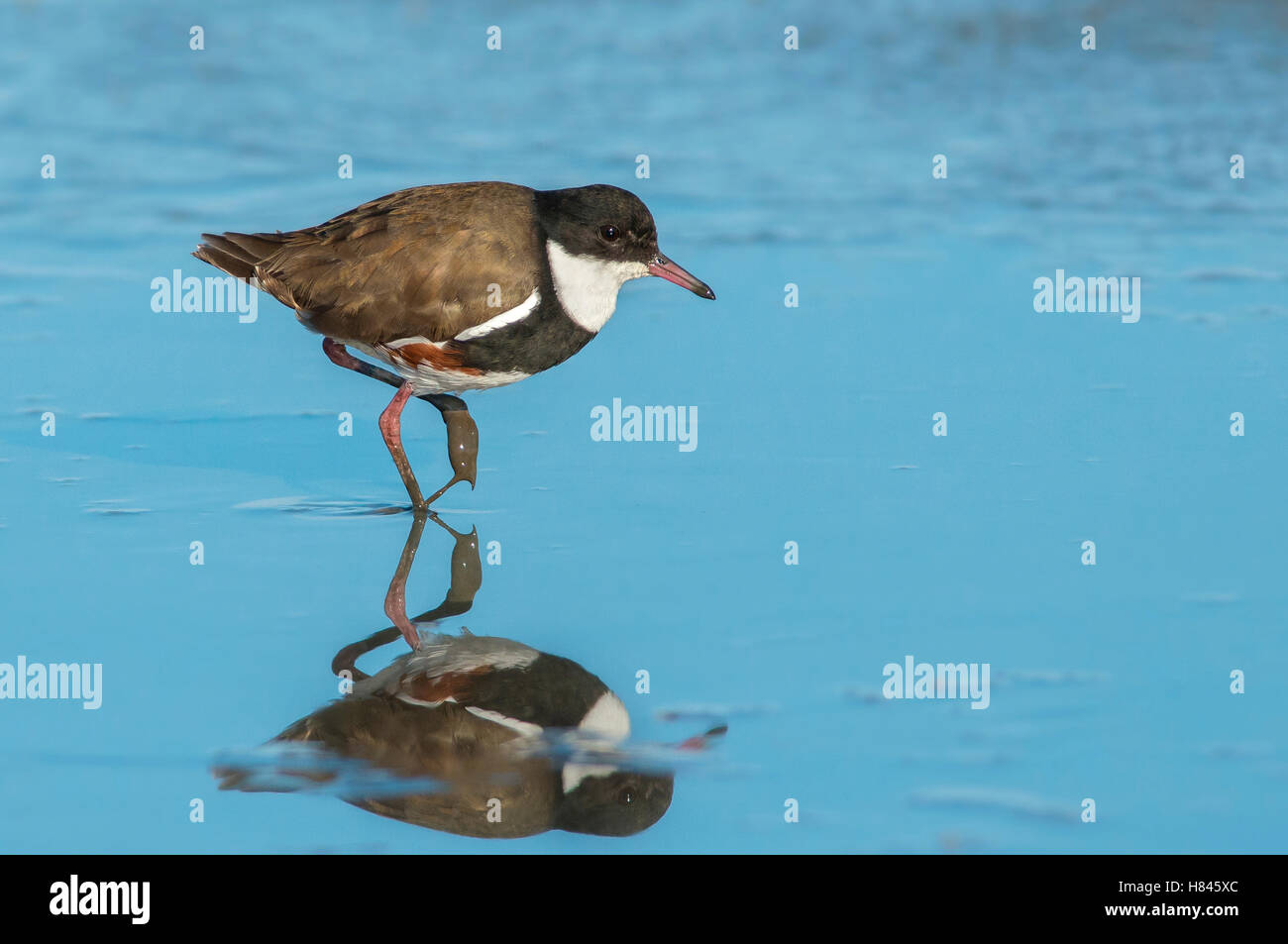 Red-kneed Dotterel (Charadrius cinctus) wading, Victoria, Australia ...