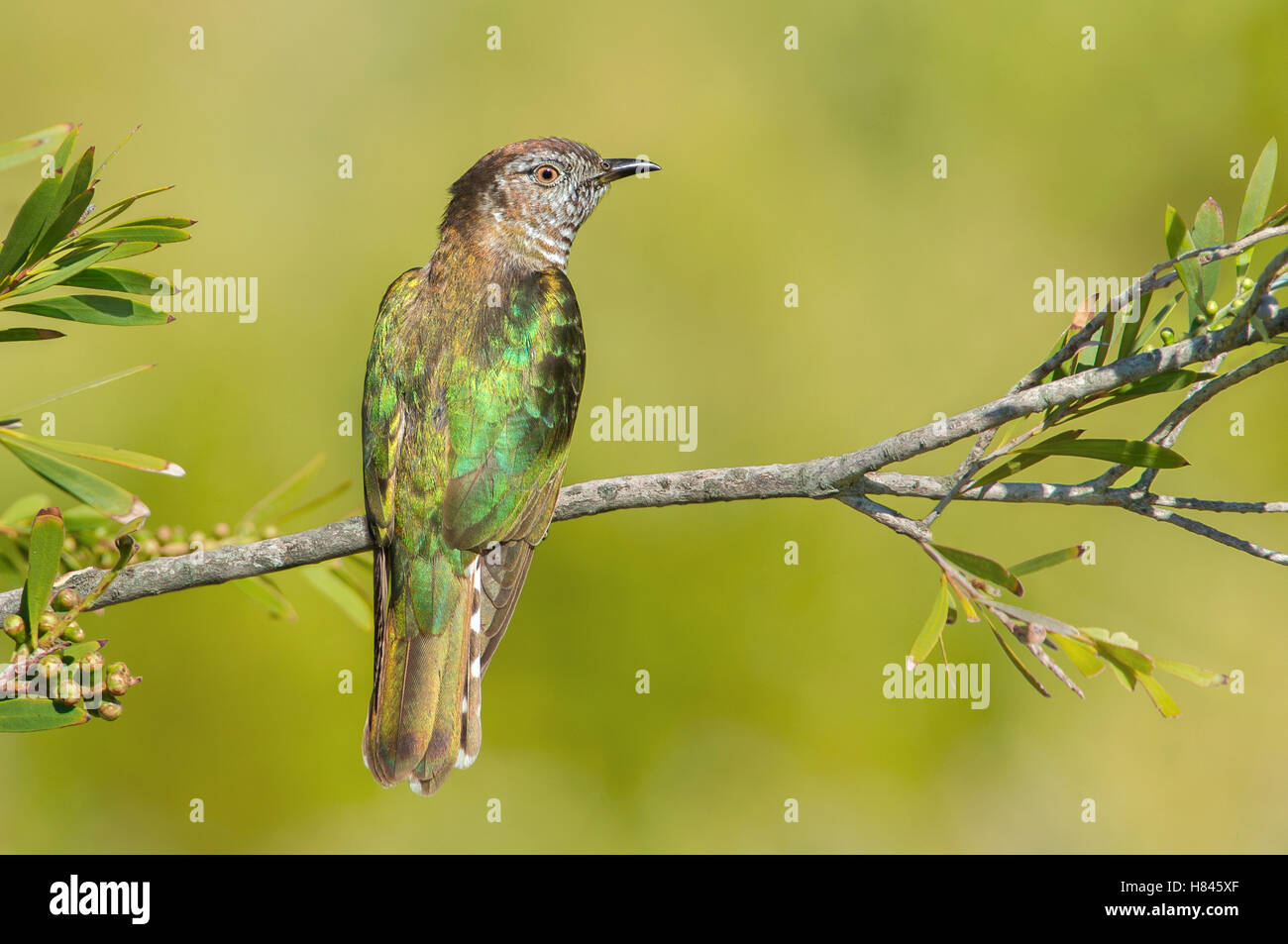 Shining Bronze-Cuckoo (Chrysococcyx lucidus), Victoria, Australia Stock ...