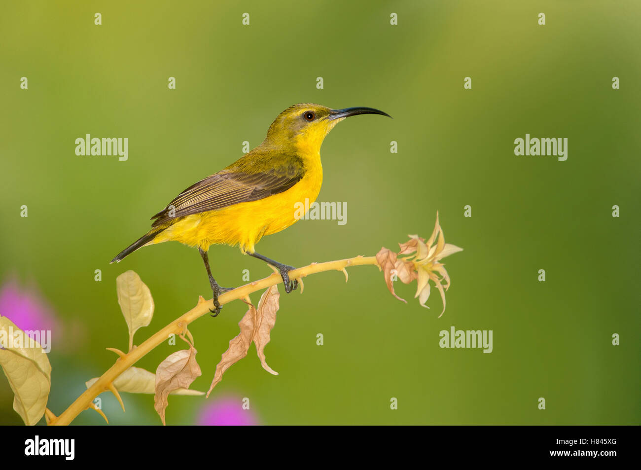 Olive-backed Sunbird (Cinnyris jugularis) female, Queensland, Australia ...