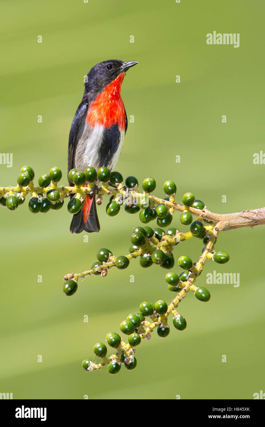 Mistletoebird (Dicaeum hirundinaceum) male, Queensland, Australia Stock ...