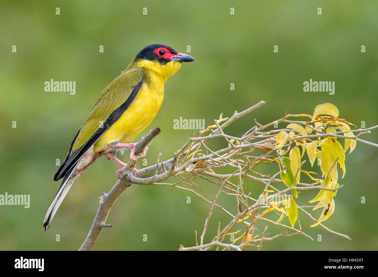 Australasian Figbird (Sphecotheres vieilloti), Queensland, Australia ...