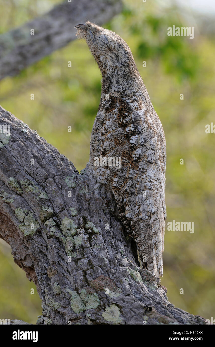Great Potoo (Nyctibius grandis) camouflaged on branch, Pantanal, Brazil ...