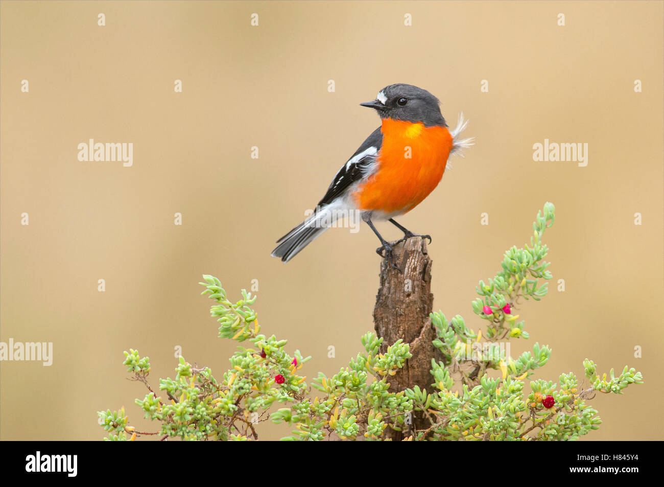 Flame robin hi-res stock photography and images - Alamy