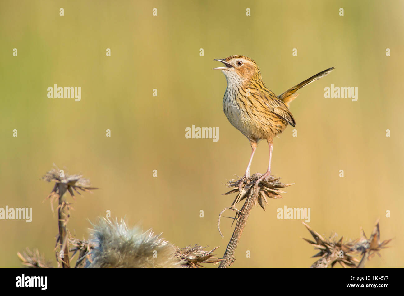 Striated calamanthus hi-res stock photography and images - Alamy