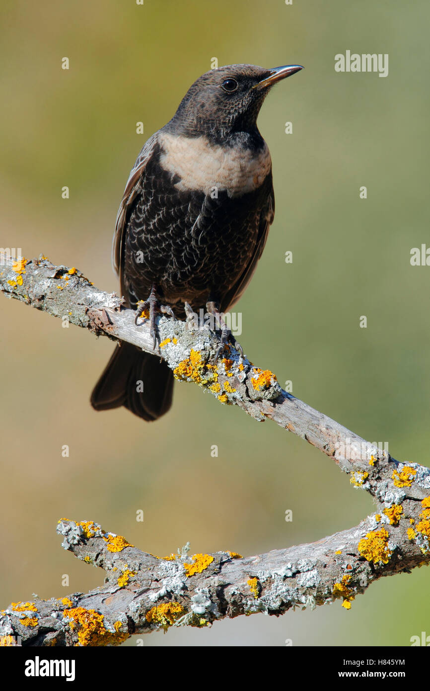 Ring Ouzel (Turdus torquatus) female, Spain Stock Photo - Alamy