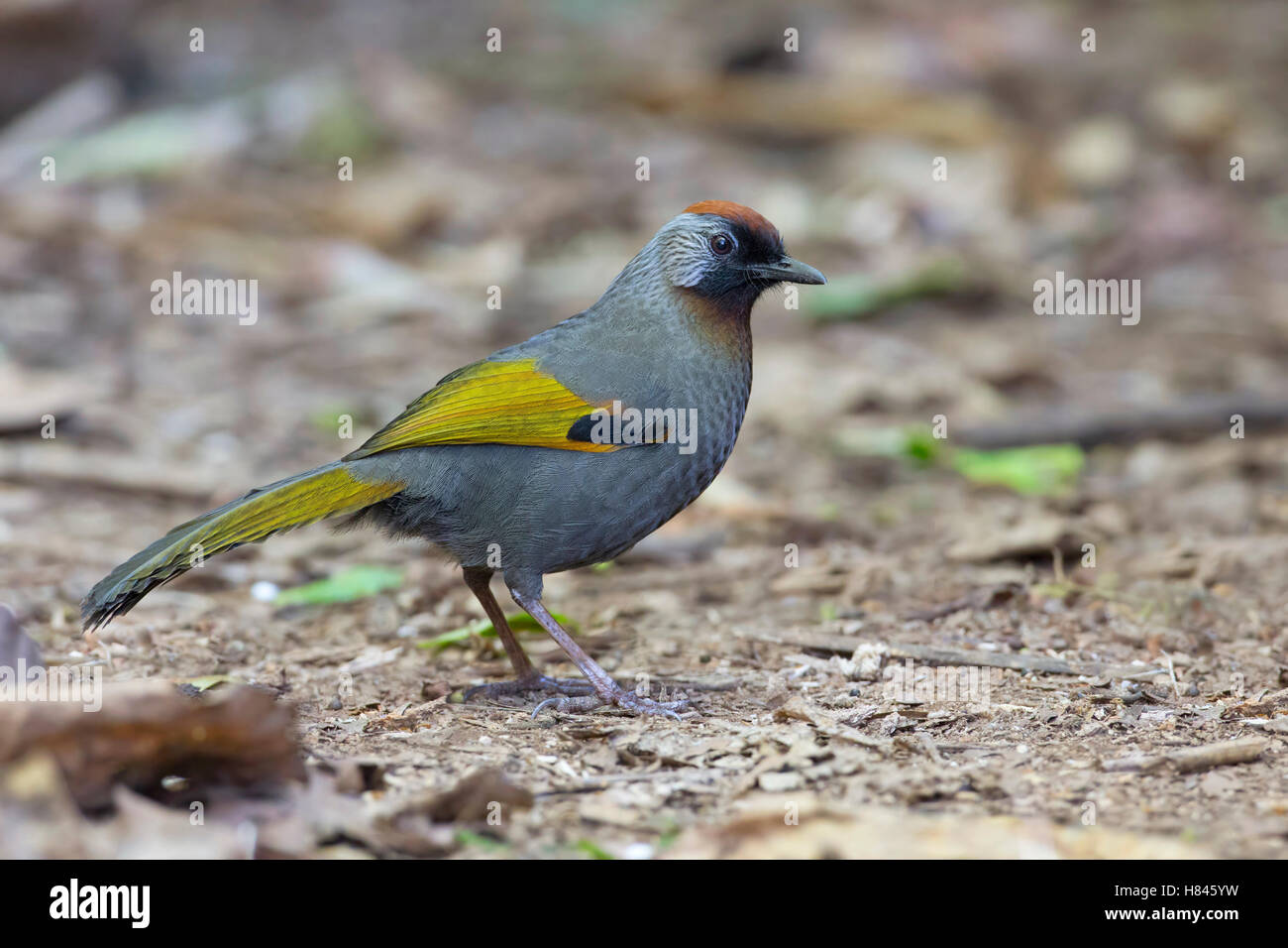 Silver-eared Laughingthrush (Trochalopteron melanostigma), Thailand ...