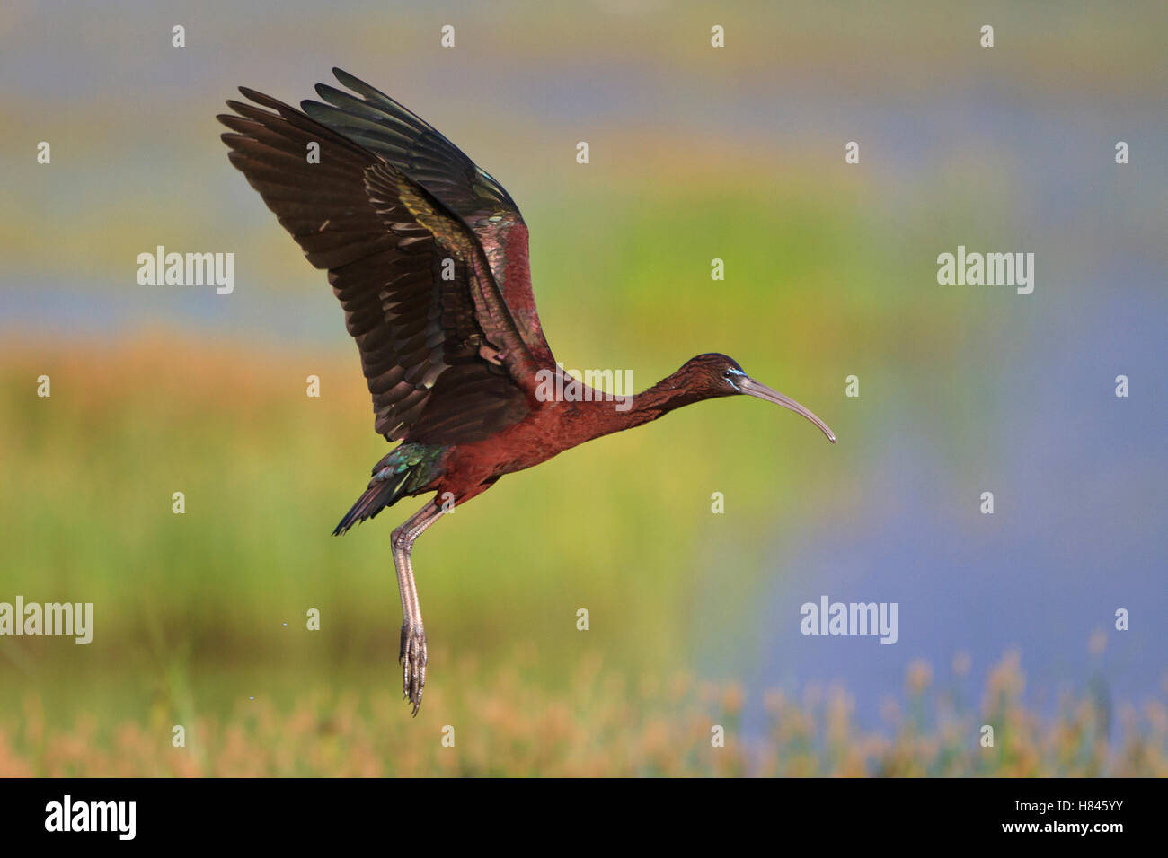 Glossy Ibis (Plegadis falcinellus) flying, Greece Stock Photo - Alamy